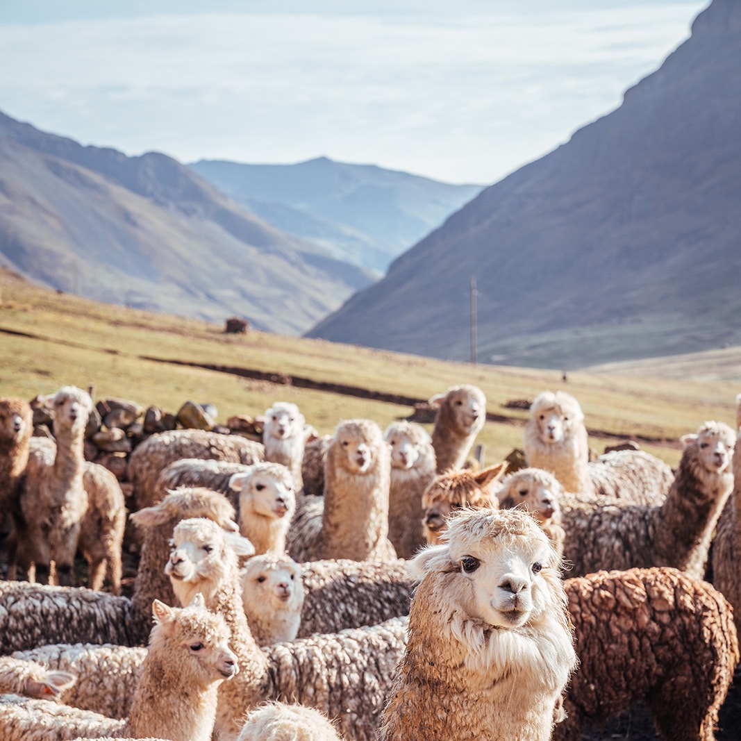 Solid - fair trade production with a heart for people